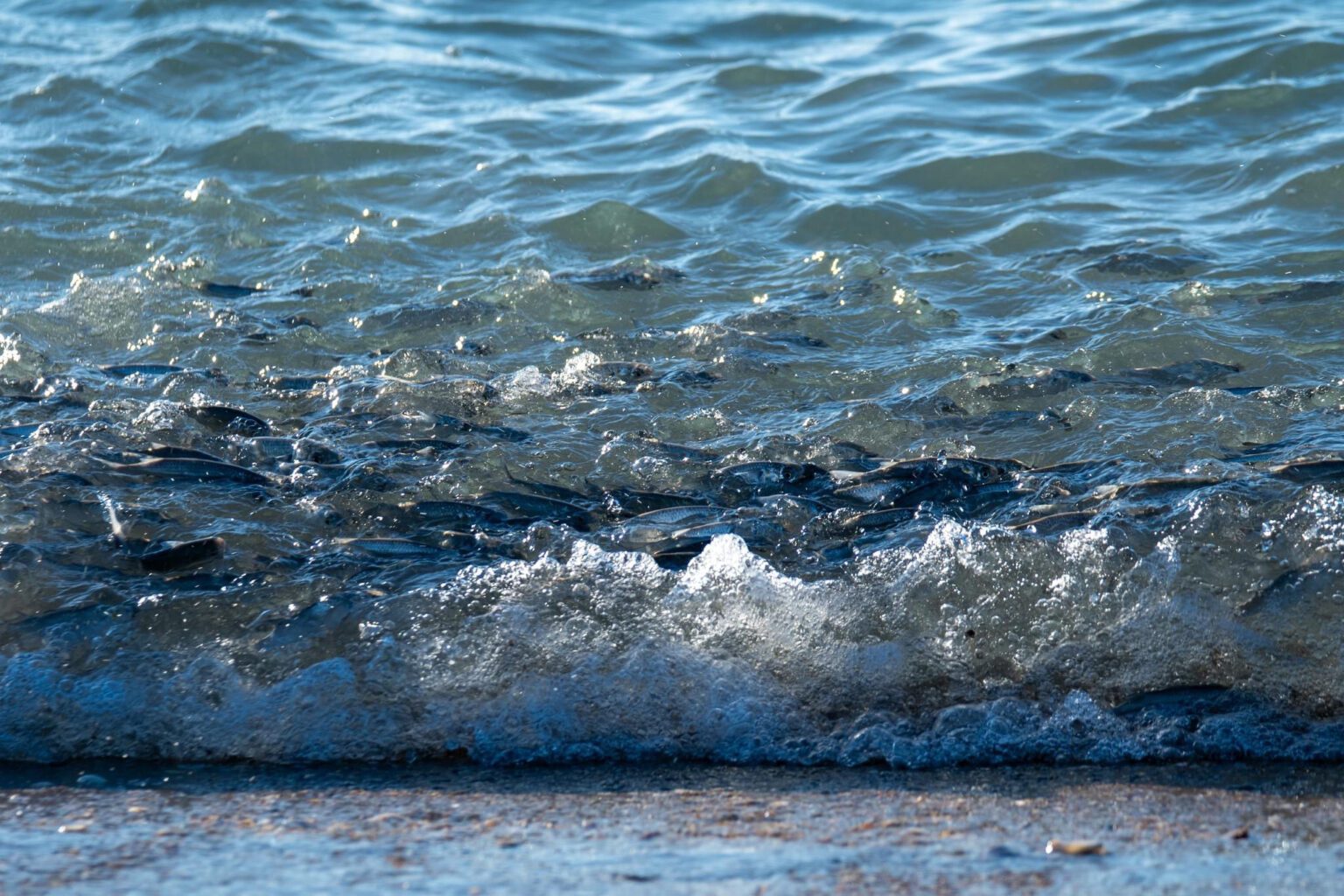 NJ Mullet Run Tactics - LBI NJ Fishing Report - LBI Surf Fishing ...